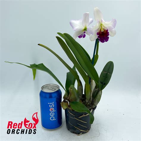 Brassolaeliocattleya Love Sound Dogashima X Lc Supersonic Striking Lip