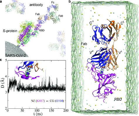 Md Simulation Of The Fab−rbd Complex A Illustration Of A Mab With