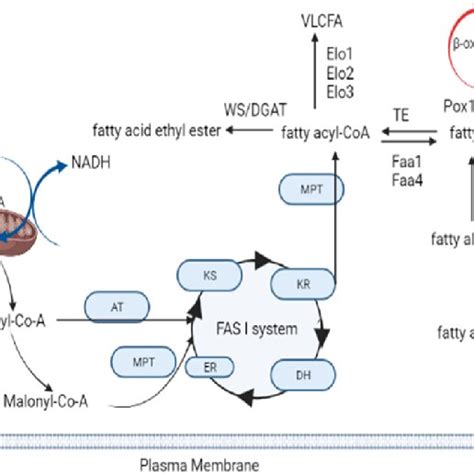 A Schematic Diagram Showing The Key Microbial Metabolic Pathways For Download Scientific