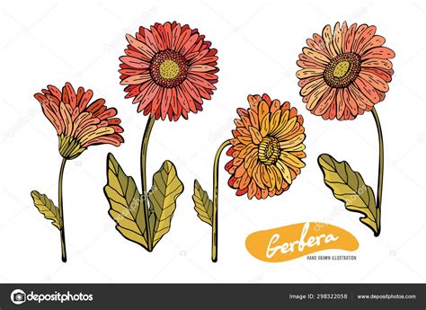 Gerbera Daisy Drawing