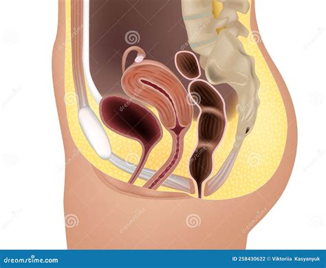 Female Reproductive System 3d Illustration Gynaecologist Obstetrics
