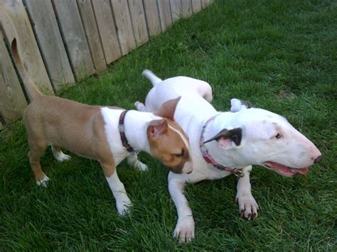 Pluto And Jasmen Having Fun Breeds Animals Places To Visit