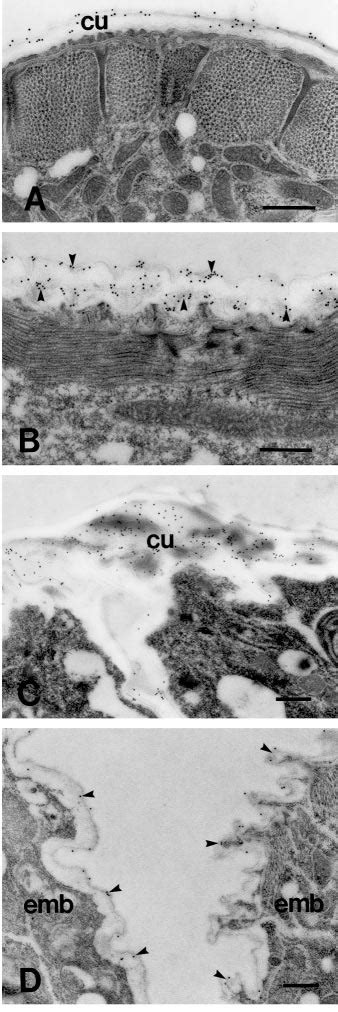 Ultrastructural Localization Of The Native Cpl 1 Protein In C Elegans