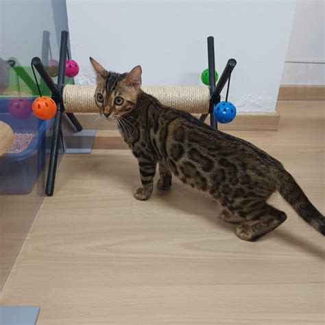 Furry Purry Cat Boarding Pet Supplies Health And Grooming On Carousell