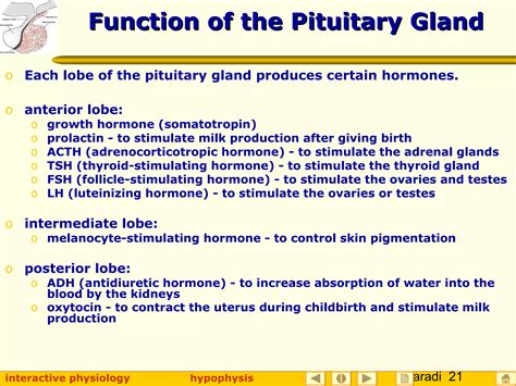 Hypophysis Pituitary Gland Ppt