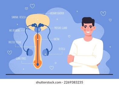 Système Reproductif Masculin Infographie Sur Léducation Image Vectorielle De Stock Libre De