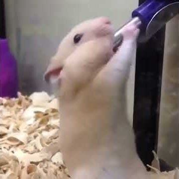 Hamster Sucking Cock Youtube