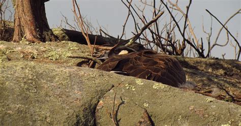 Nesting