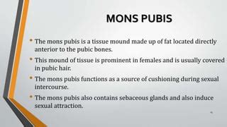 Female External Genitalia Group 4pptx