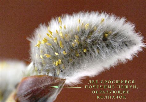 Дерево верба фото и описание | Полезные растения