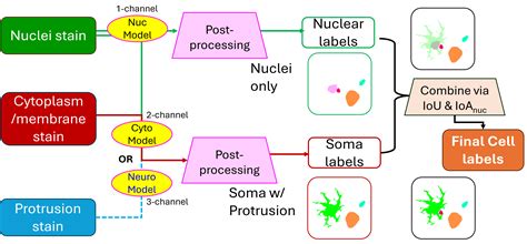 Advancing Cell Segmentation In Spatial Omics New Models For Diverse Morphologies Blog