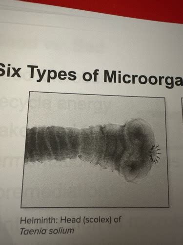 Microbiology Test 1 Flashcards Quizlet