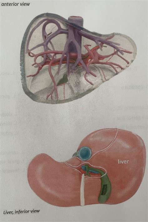 Anatomy Lab 8 4 Diagram Quizlet
