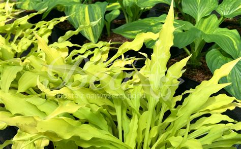 Hosta ‘wiggles And Squiggles Sklep Hosta Bea