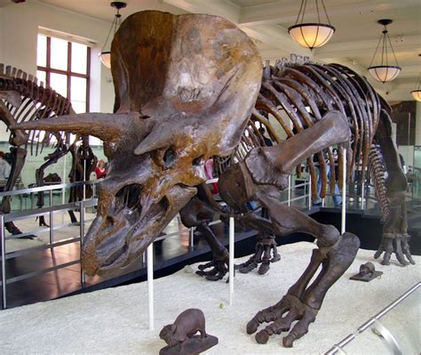 Calling All Dinosaur Lovers Everything Prehistoric In New York State