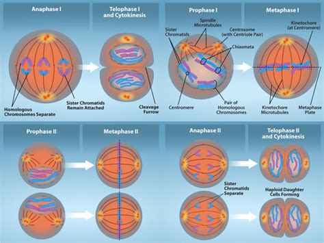 Anaphase 2 Labeled