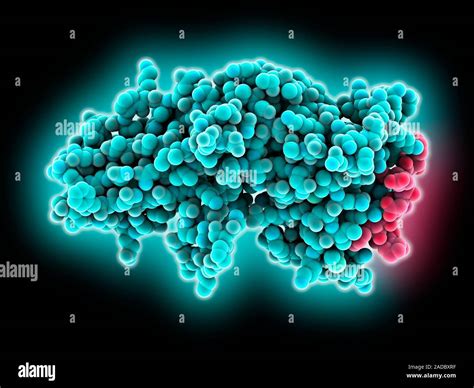 Ap 2 Clathrin Adapter Appendage Complex Computer Model Showing The
