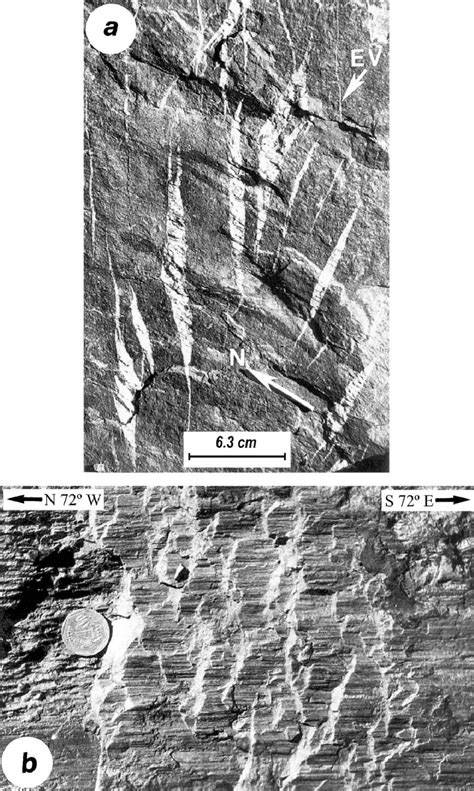 Second Phase Structures A Plan View Of A Conjugate Pair Of Vein