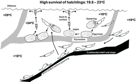 New Schematic View Of Reproductive Processes Of Japanese Common Squid