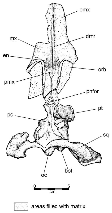 Figure 11 In A Phylogeny Of Plesiosauria Sauropterygia And Its Bearing On The Systematic