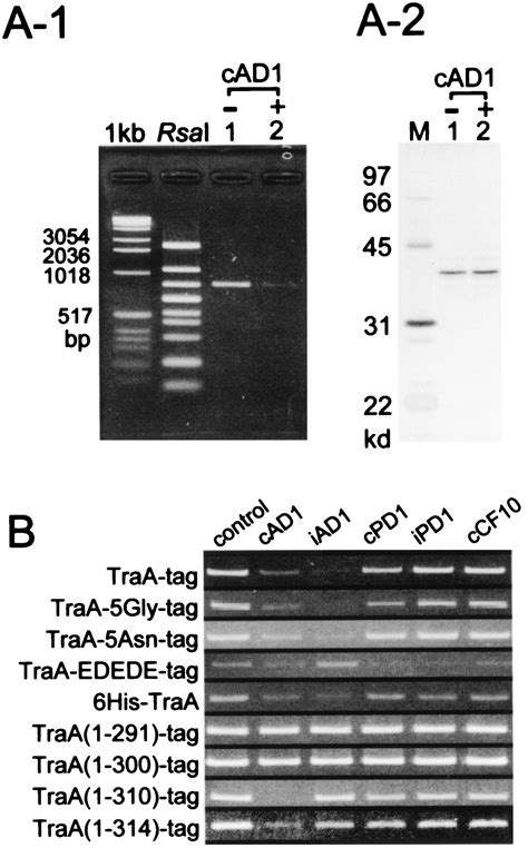 Regulation Of The Pad1 Sex Pheromone Response Of Enterococcus Faecalis