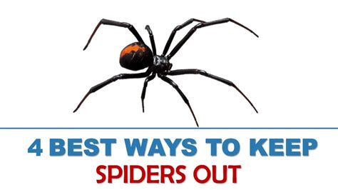 Ppt Best Ways To Keep Spiders Out Powerpoint Presentation Free Download Id