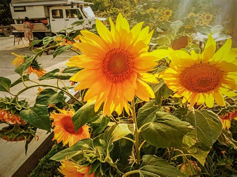 მზე შინა და მზე გარეთა Courtyard Kaklebi კაკლები