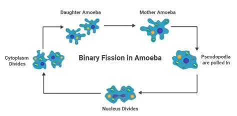 Prokaryotic Cells Definition Structure Characteristics Examples Biology Notes Online Prokaryotic Cells Definition Structure Characteristics Examples Biology Notes Online