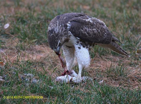 Red Tailed Hawk Feeding