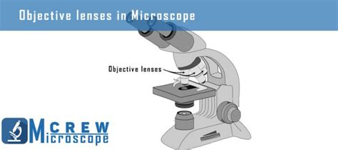 How Do You Switch Objectives On A Microscope Microscope Crew