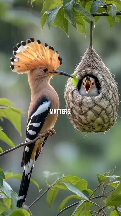 Inspirational Qoutes Viralshort Shorts Youtube