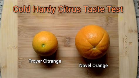 Troyer Citrange Compared To Navel Orange Taste Test Youtube