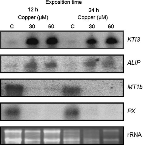Rna Blot Analysis For Validation Of Cdna Arrays Hybridization Of 4