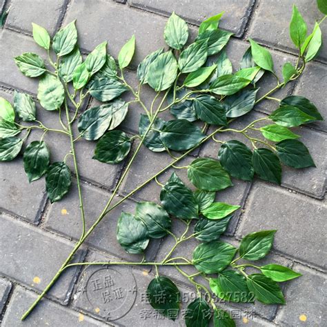 仿真树叶樟树叶手感过胶香樟树叶树枝香樟叶假枝叶工程装饰树叶虎窝淘