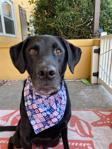 Bodee Website Stitches Of Kindness