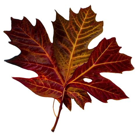 Download Fall Foliage Png 65