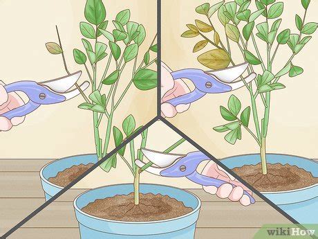 Cómo Cultivar Un Naranjo Con Imágenes Wikihow
