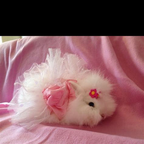 Roxy Blue Eyed White Lionhead Bunny In Cute Outfit