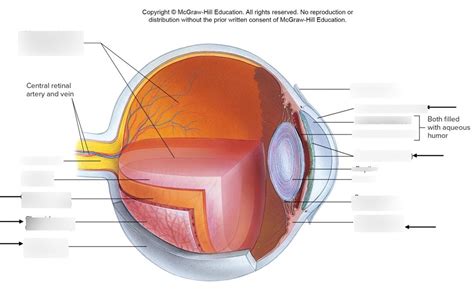 Eye Diagram Diagram Quizlet