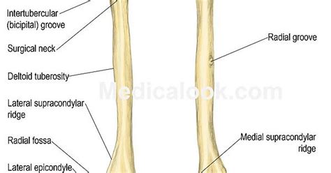 Not Super Funny But Definitely Humerus Imgur