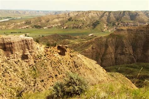 Une Nouvelle Espèce De Dinosaure à Cornes Judith Musée Canadien De