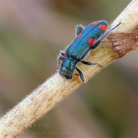Sibirischer Bienenkäfer Иркутский пчеложук Trichodes Ircutensis
