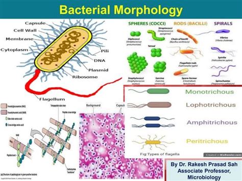 Nodule Formation And Nod Factors Ppt