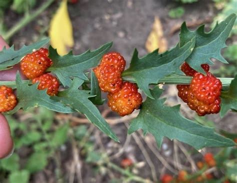 Strawberry Blite Strawberry Spinach Plant Blitum Capitatum
