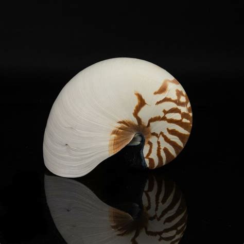 Genuine Nautilis Shell Spacejoy