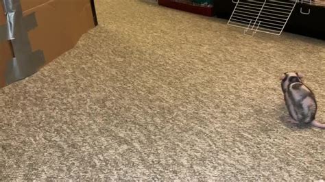 What Its Like To Work Weaving Tricks With My Weave Obsessed Rat Raisin