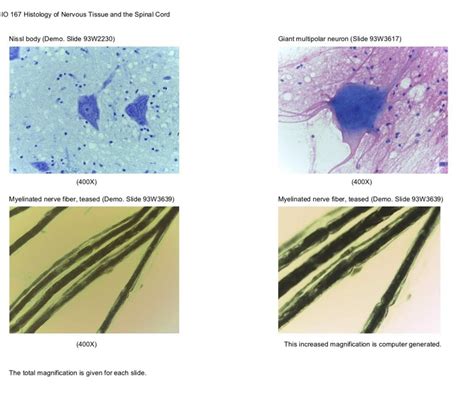 Histology 1 Diagram Quizlet