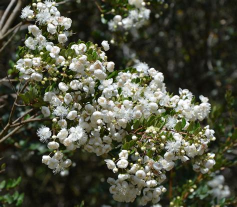 Luma Apiculata Luma Seeds