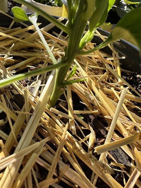 Scott Bonnet Trimming Advice R Peppers