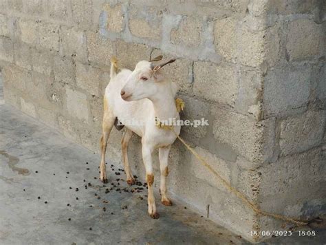 Teddy Ando Bakra Cheap Sale Price 2025